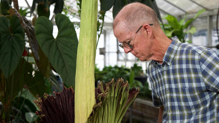 Second stinky corpse flower blooms in private at Botanic Gardens of Sydney