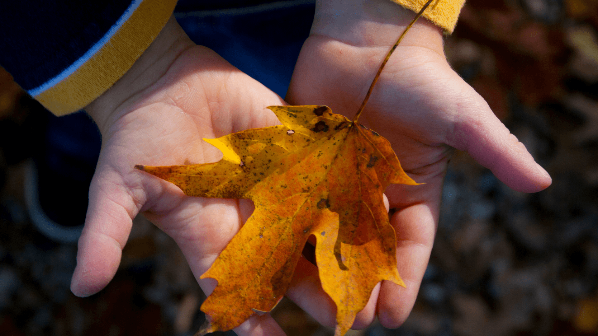 MSN Danmark | Nyheder, Hotmail, Outlook, Vejret og Horoskop