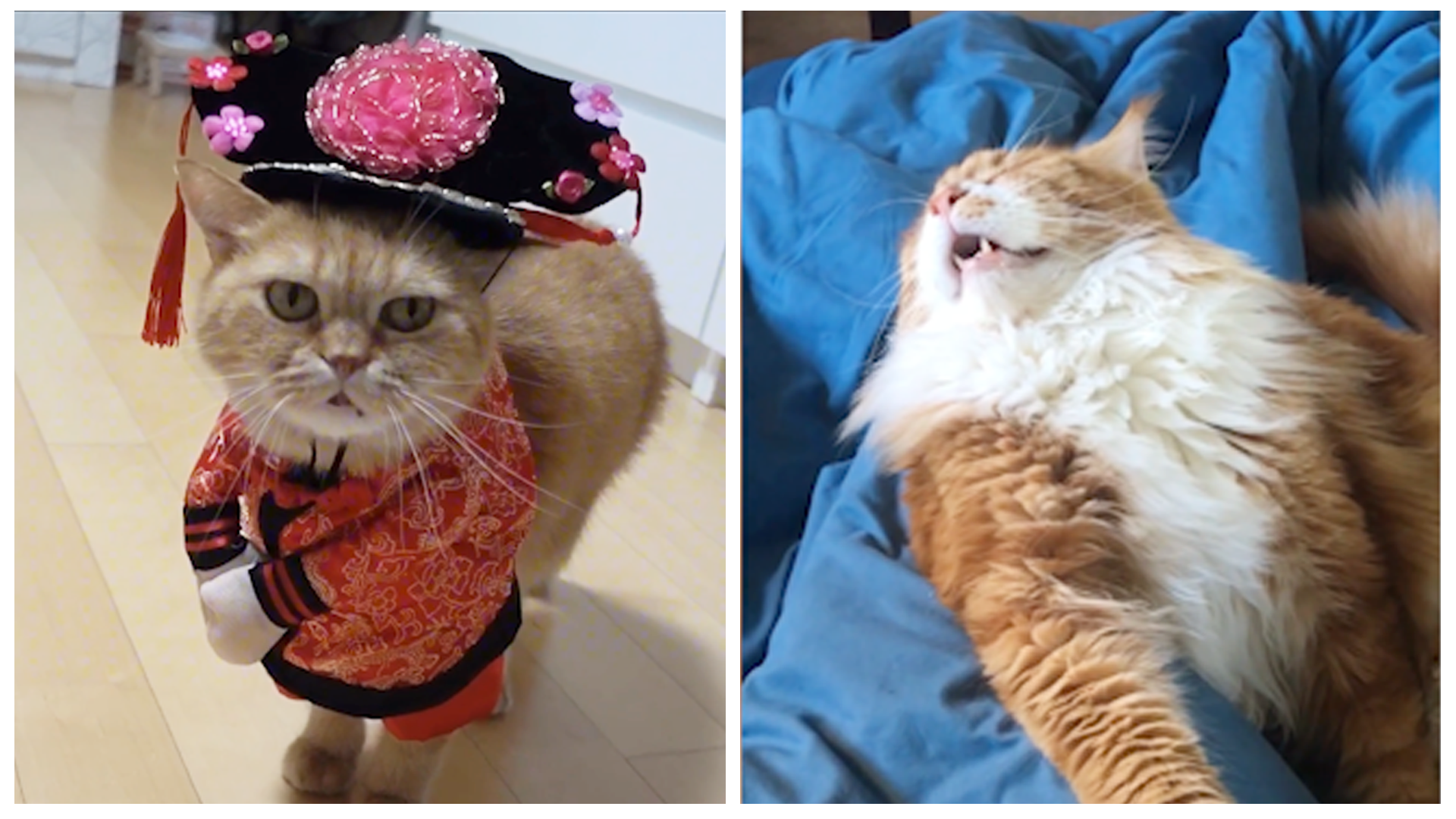 Funny Cat Moment That Will Make You Laugh 😂