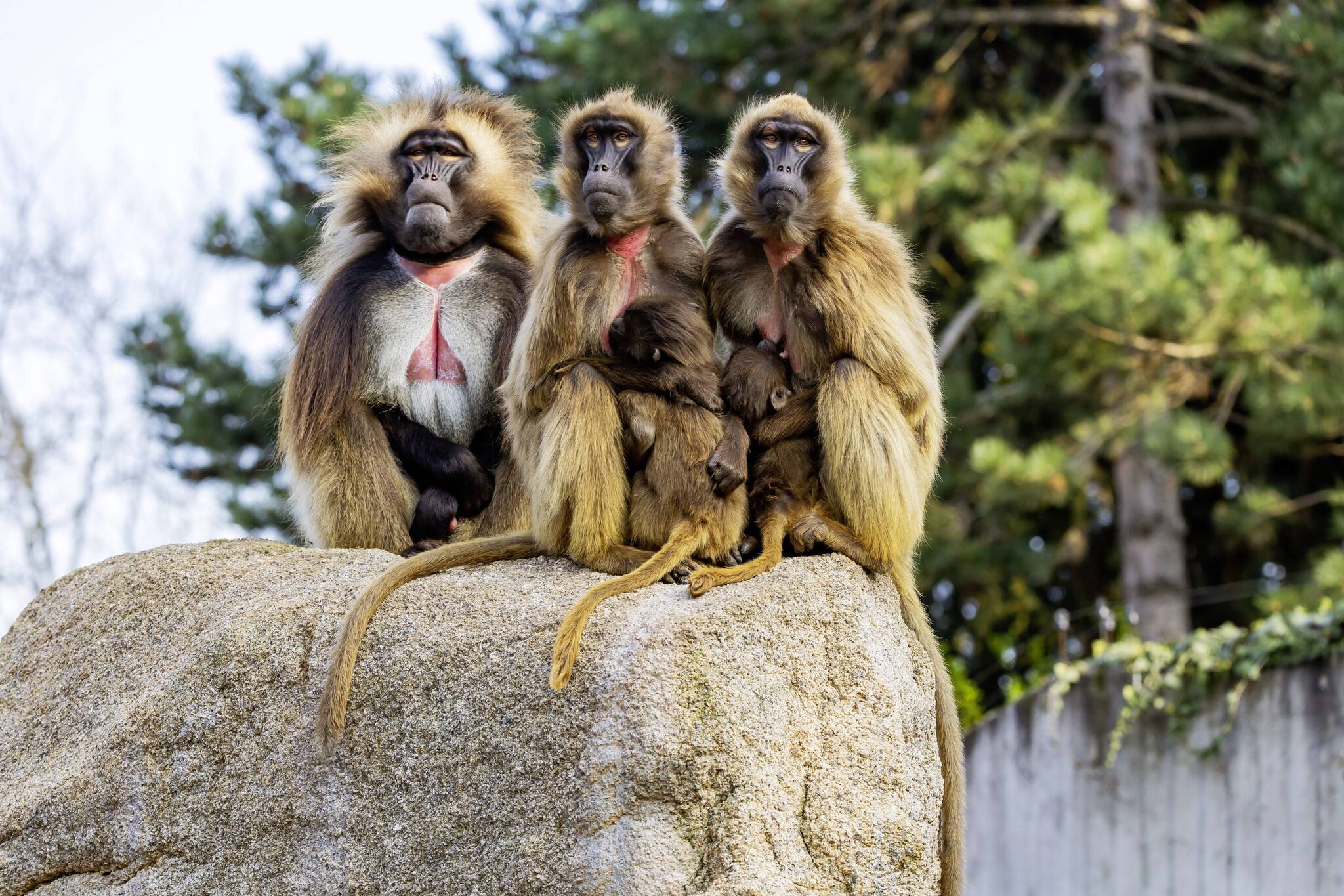 Ausflug mit Kindern: Das sind die besten Zoos in Deutschland