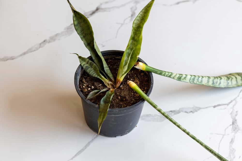 8 Game-Changing Fixes for Snake Plant Root Rot 8 Game-Changing Fixes for Snake Plant Root Rot