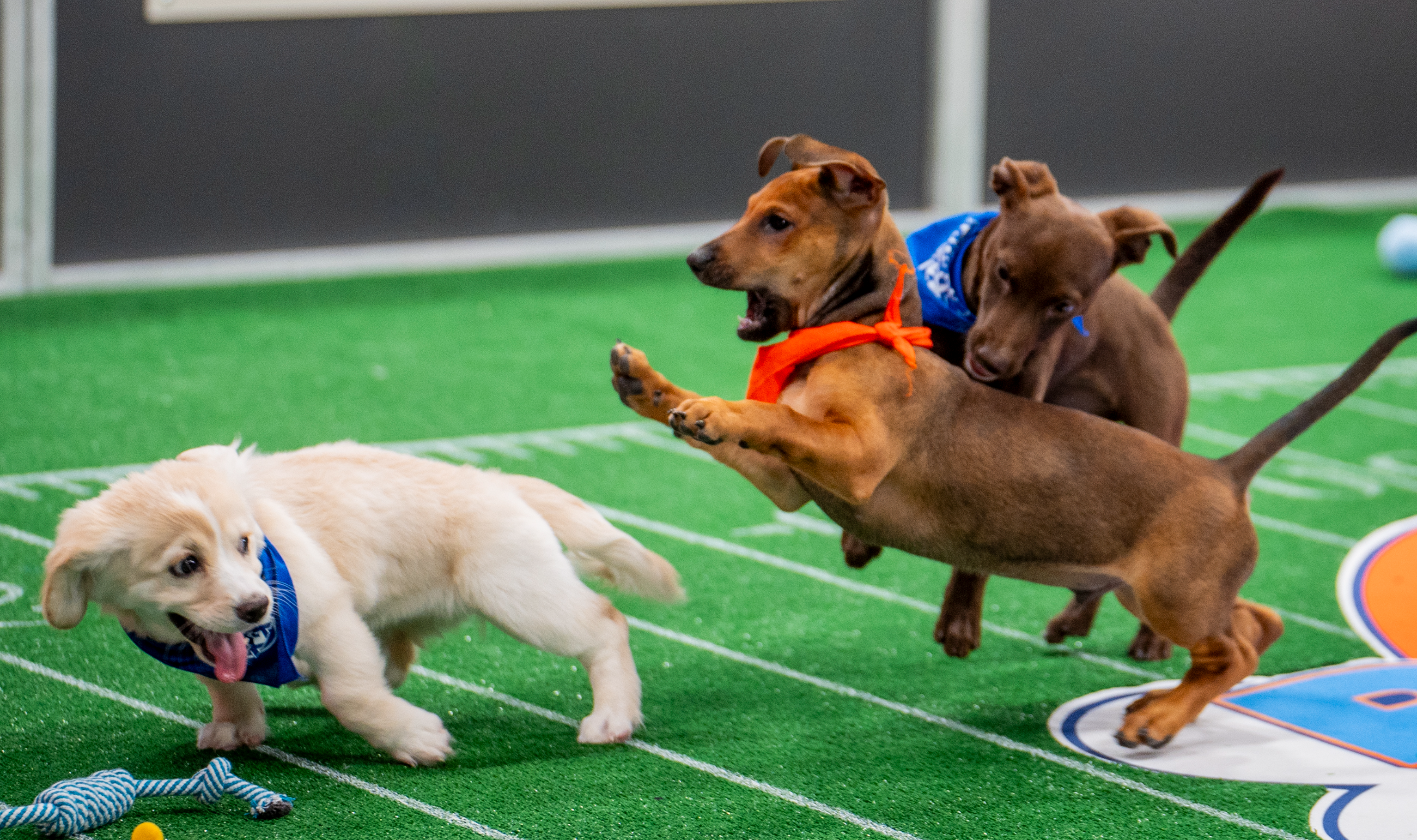 Puppy Bowl XXII: How to watch, stream, and what to know about the ...
