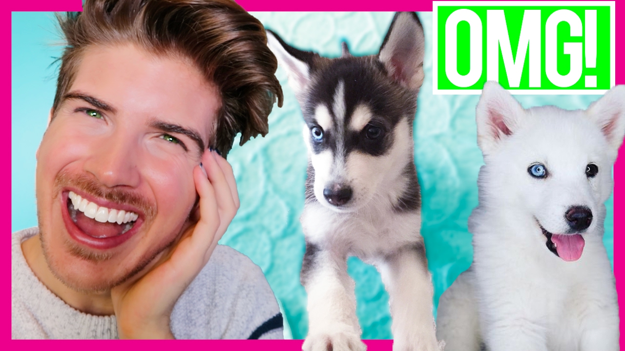 We relive our dogs’ cutest mischief as tiny puppies