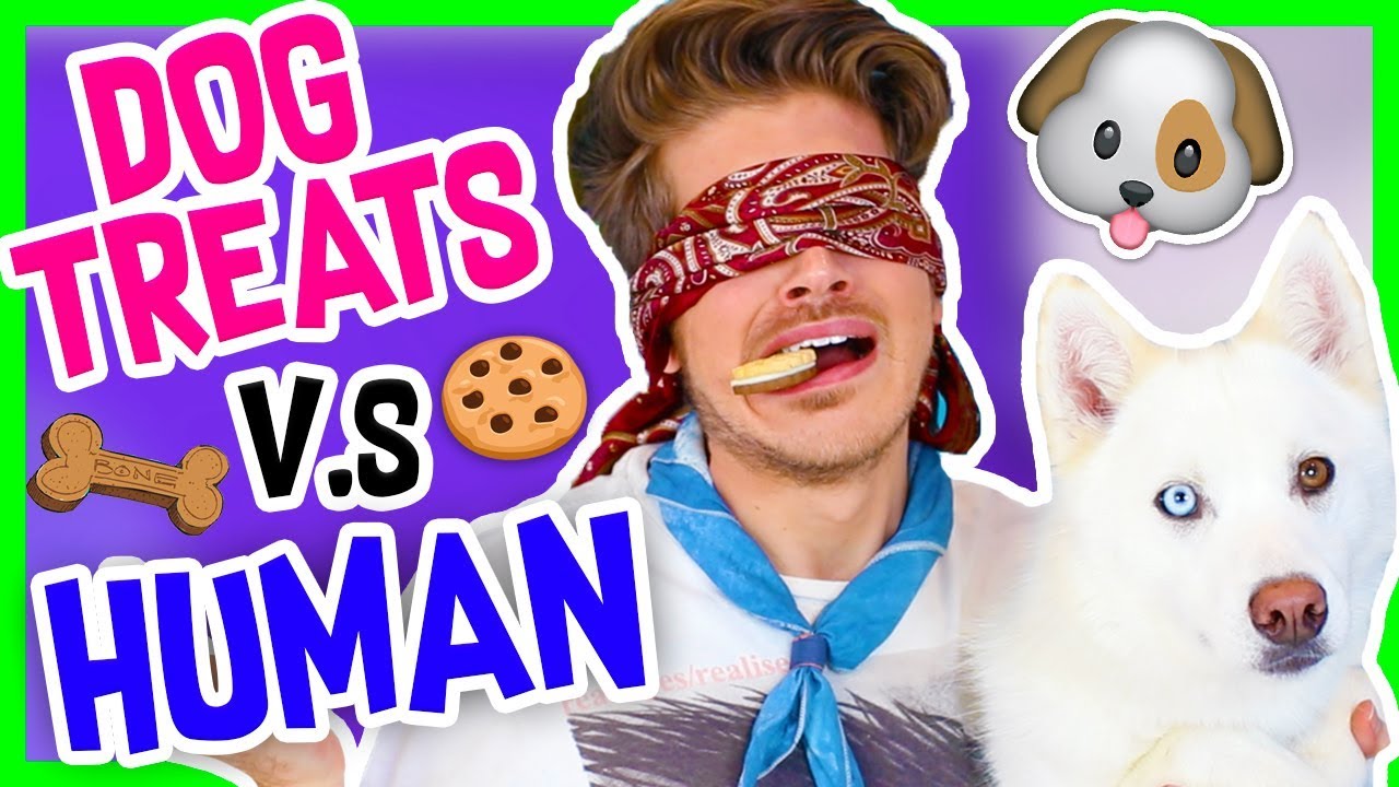Blindfolded dogs test dog treats against human snacks