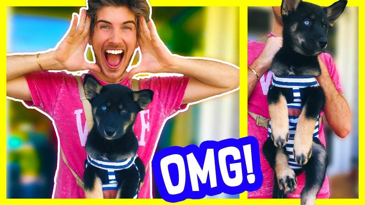 Exploring the cutest and most inventive puppy gadget