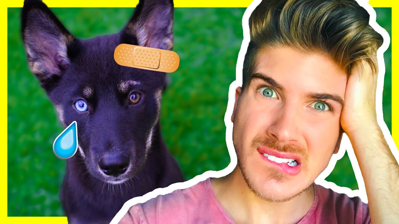 My Puppy Got Hurt and I’m Devastated