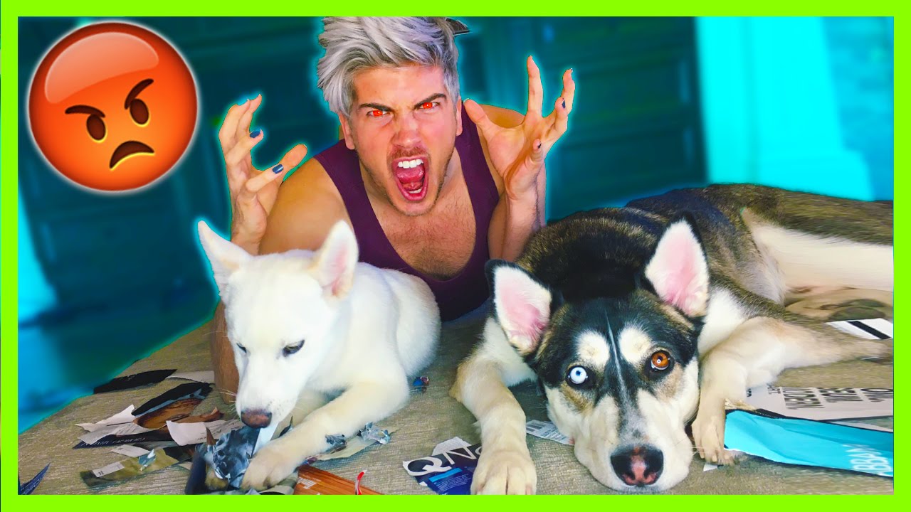 Joey Graceffa’s Dogs Are the Absolute Worst Behaved