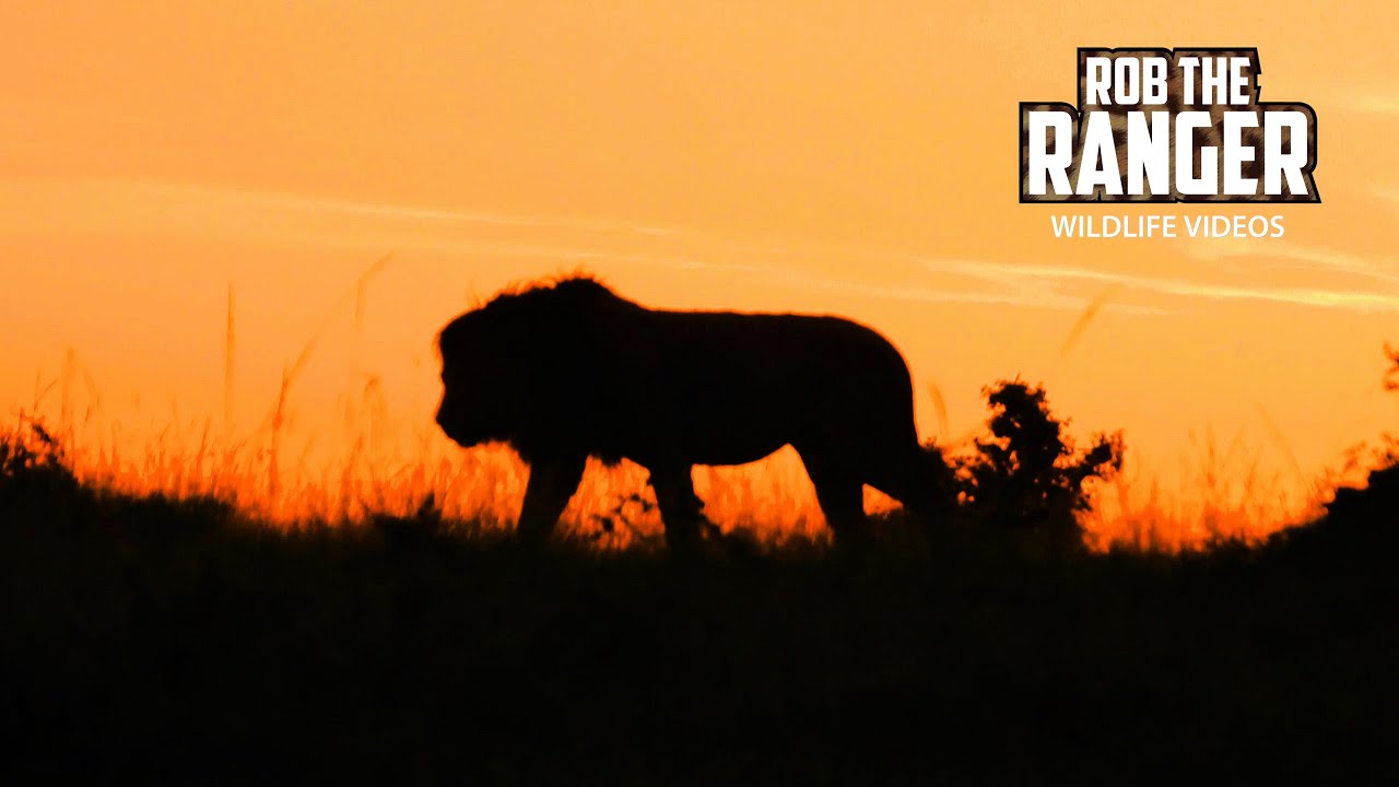 Lion pride greets sunrise with majestic presence