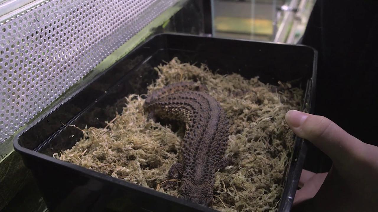 Critically endangered monitor lizards displayed at Austria zoo
