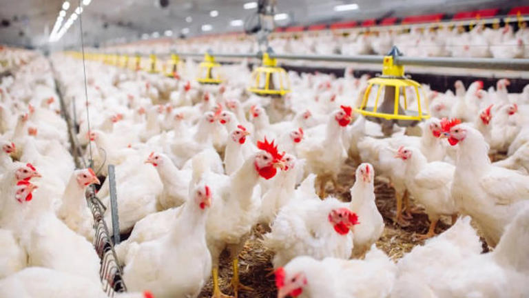 Merlog Foods calls for urgent electronic verification to streamline ...