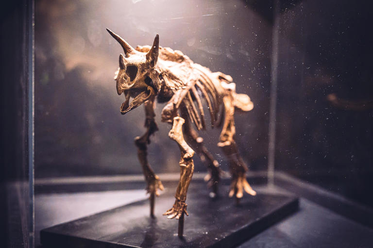 5 things to know about the 24th Annual Fossil Fair in Gastonia