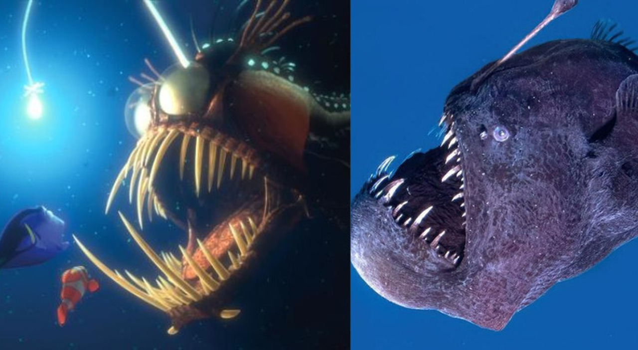 Diavolo Nero, cosa è il pesce abisalle che compare anche su Nemo: il video del mare di Tenerife ...