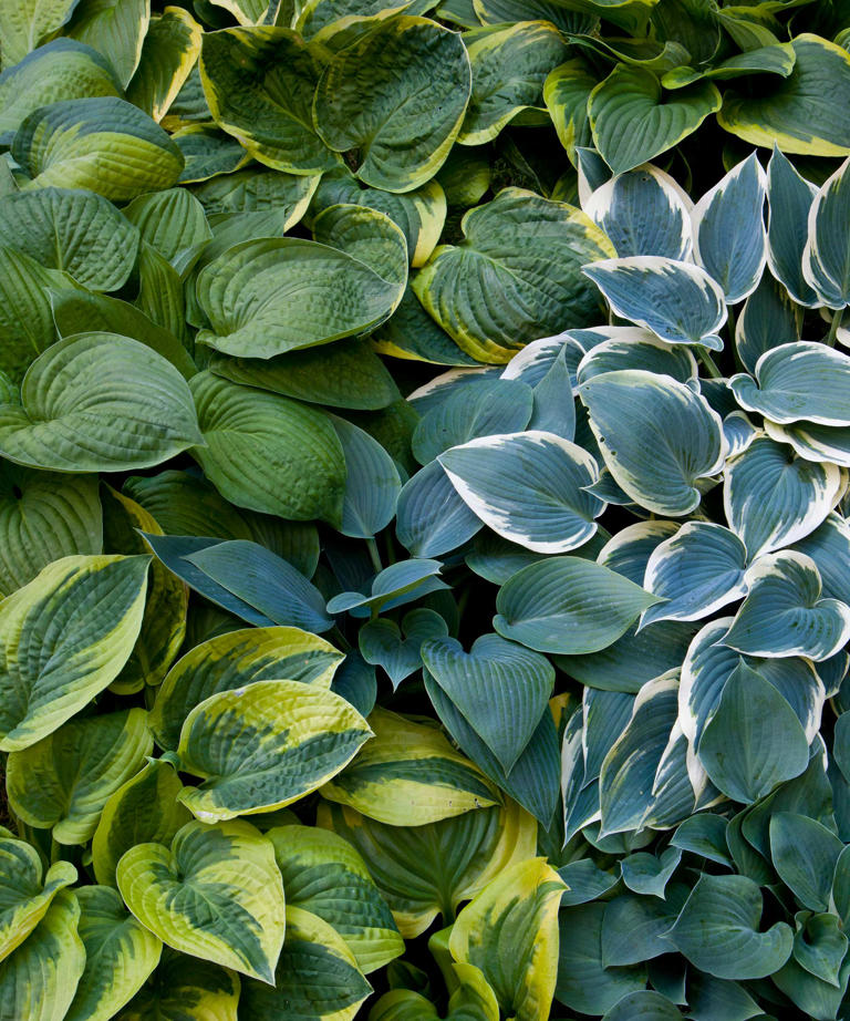 5 places never to plant hostas – expert plantspeople share advice on the worst spots for these ...