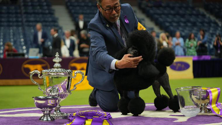 Westminster Dog Show schedule 2025: Dates, times, TV channels, live ...
