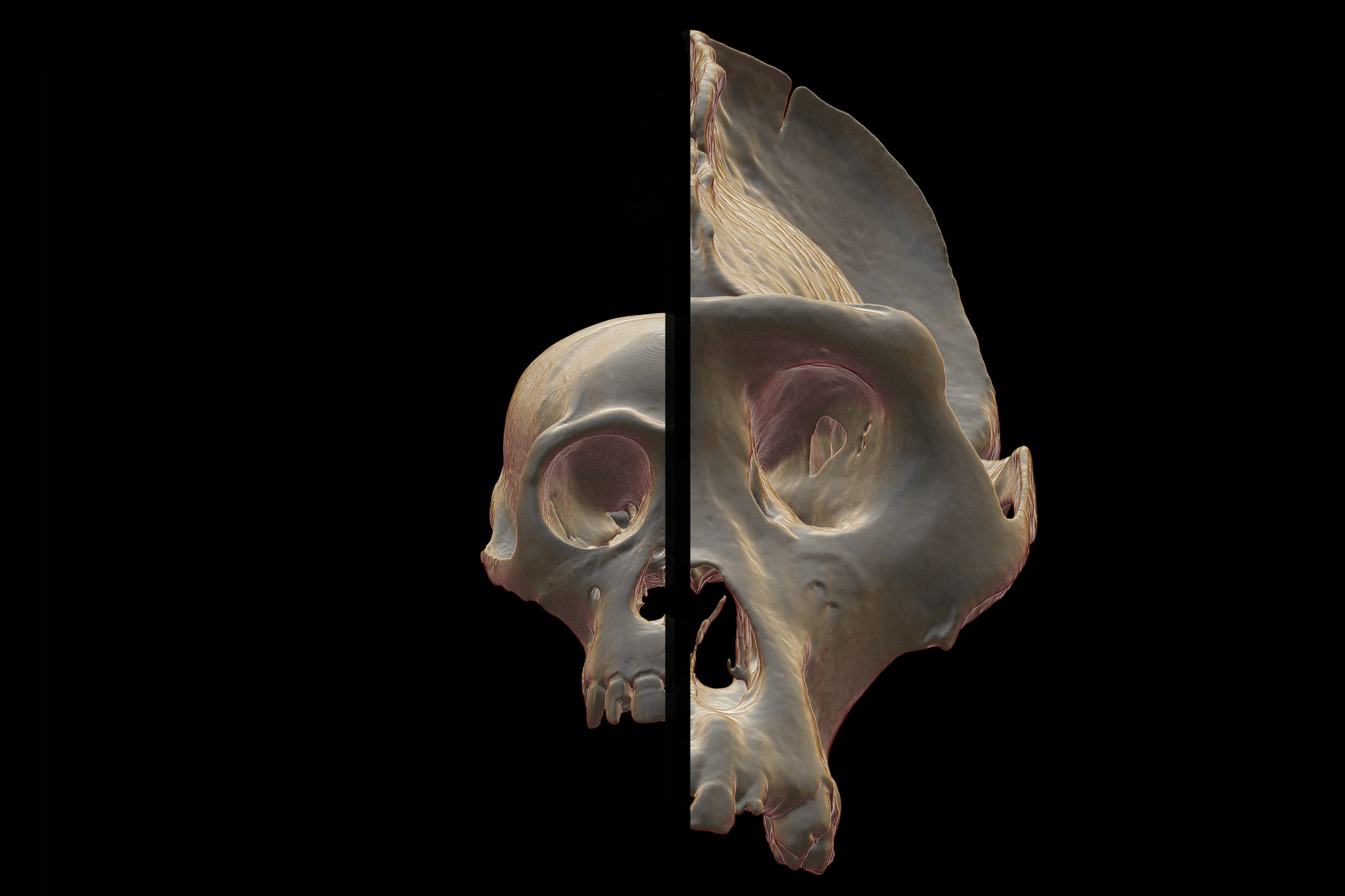 New database gives public easy access to 3D primate skeletons