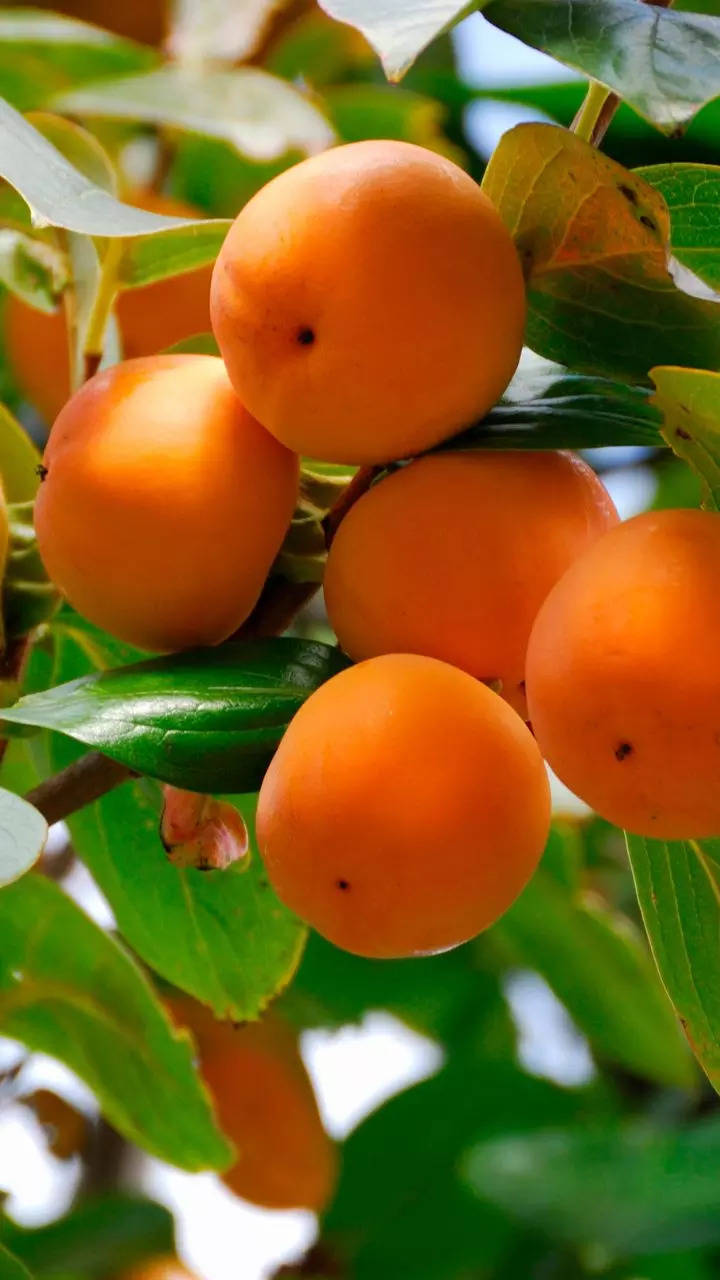 How to grow Persimmon in containers in the garden