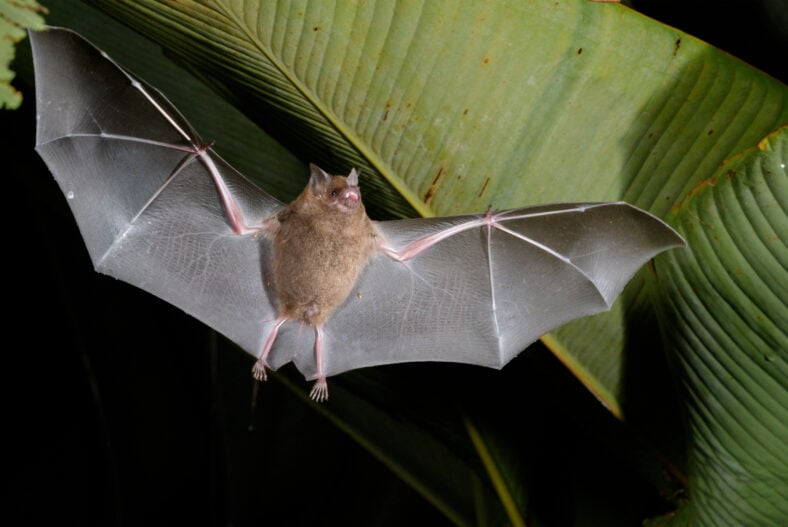 Bats Don't Get Sick, Despite Being Disease Carriers, And Scientists Now ...