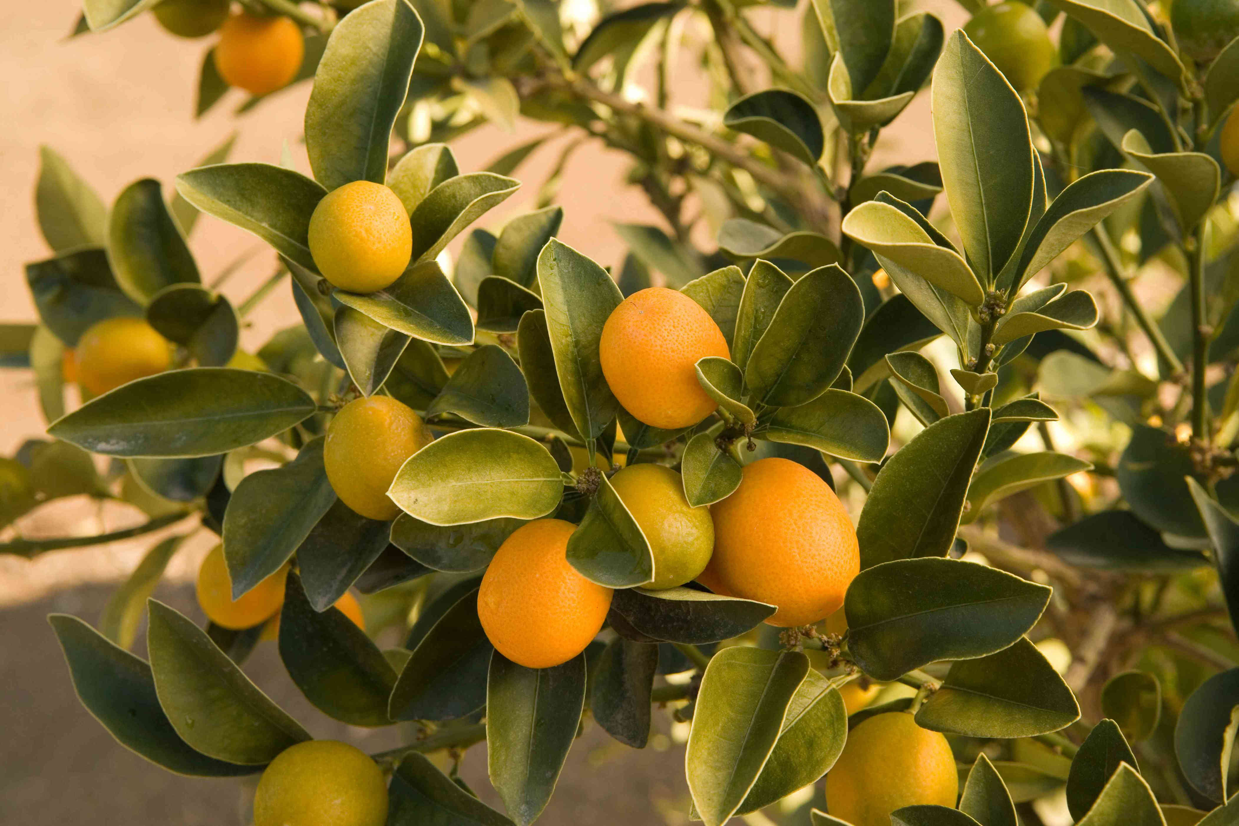 How to Prune Citrus Trees: 9 Must-Know Tips for Boosting Healthy Growth