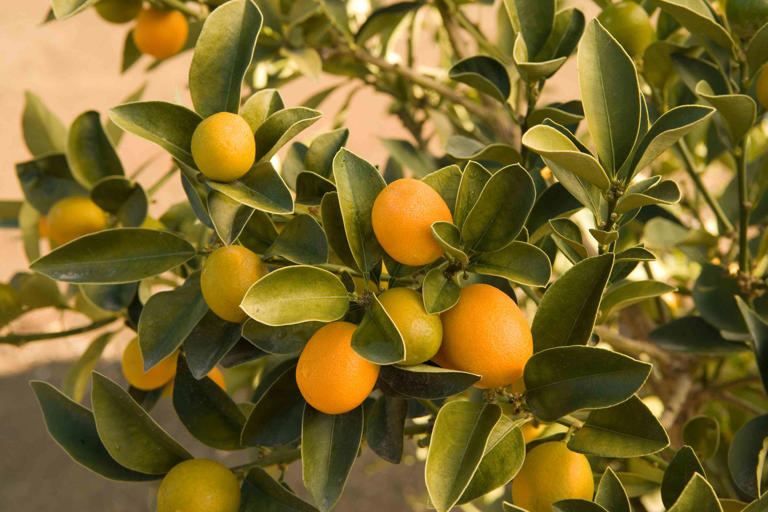 How to Prune Citrus Trees: 9 Must-Know Tips for Boosting Healthy Growth