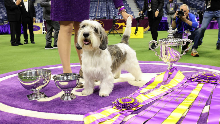 Westminster dog show 2025: Where to watch, free streaming schedule ...