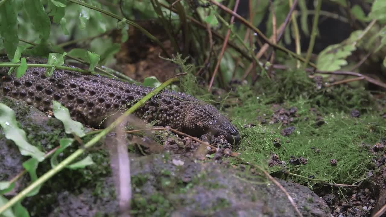 Critically endangered monitor lizards displayed at Austria zoo