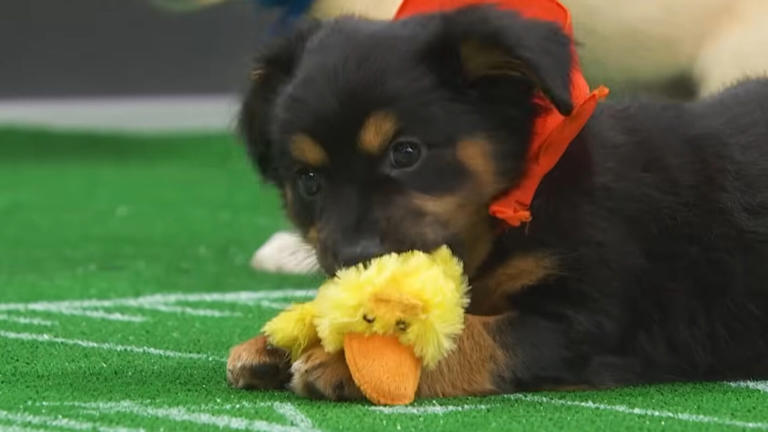 How to Watch (and Stream) the 2025 Puppy Bowl