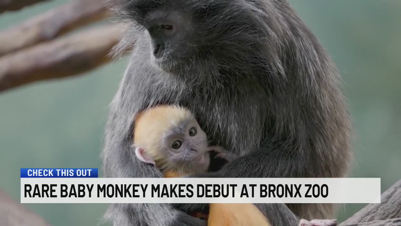 Rare baby monkey makes debut at Bronx Zoo