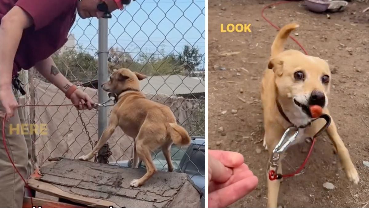 Rescuer Finds Dog Chained So Tightly She Couldn’t Move—Then a Simple ...