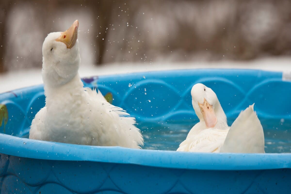 Ducks Dive Into Pea-Filled Pool and Can't Contain Their Quacks of Pure Joy
