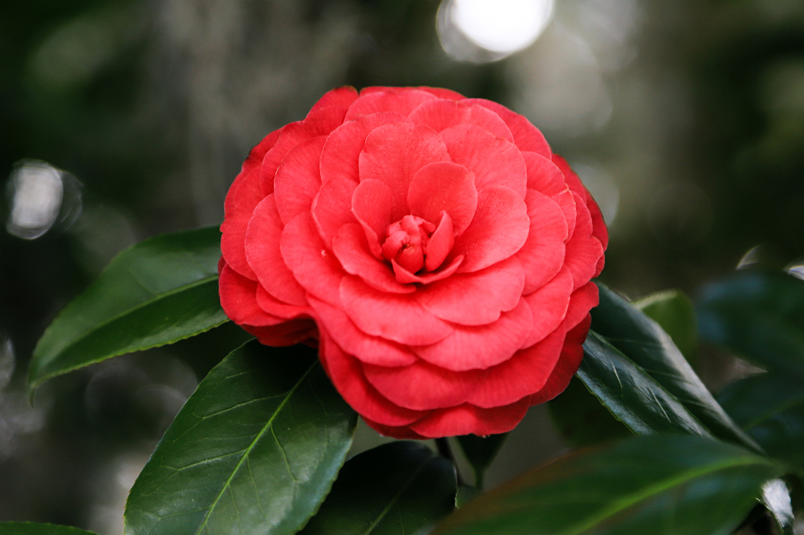 10 Flowers That Represent Love to Give to Someone You Adore