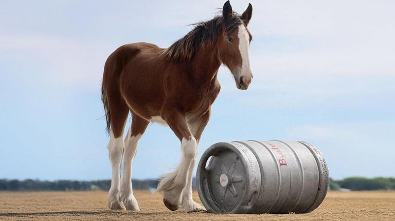 Budweiser's 2025 Super Bowl Ad Is A Real Tearjerker
