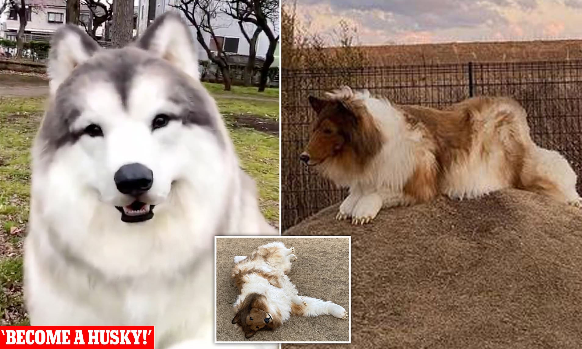 Man who spent £12K to become a collie opens 'human zoo'