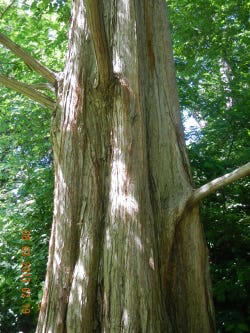Dawn redwoods provide a glimpse of the age of dinosaurs. Where to find ...