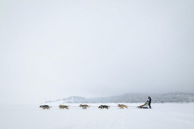 Utah mushers’ Iditarod dreams in danger after Idaho qualifier canceled ...