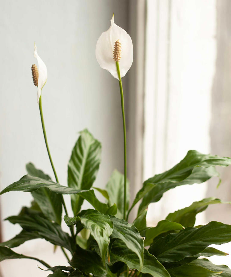 5 places to never grow a peace lily – houseplant experts warn these ...