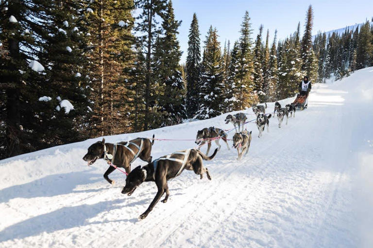 Utah mushers’ Iditarod dreams in danger after Idaho qualifier canceled ...