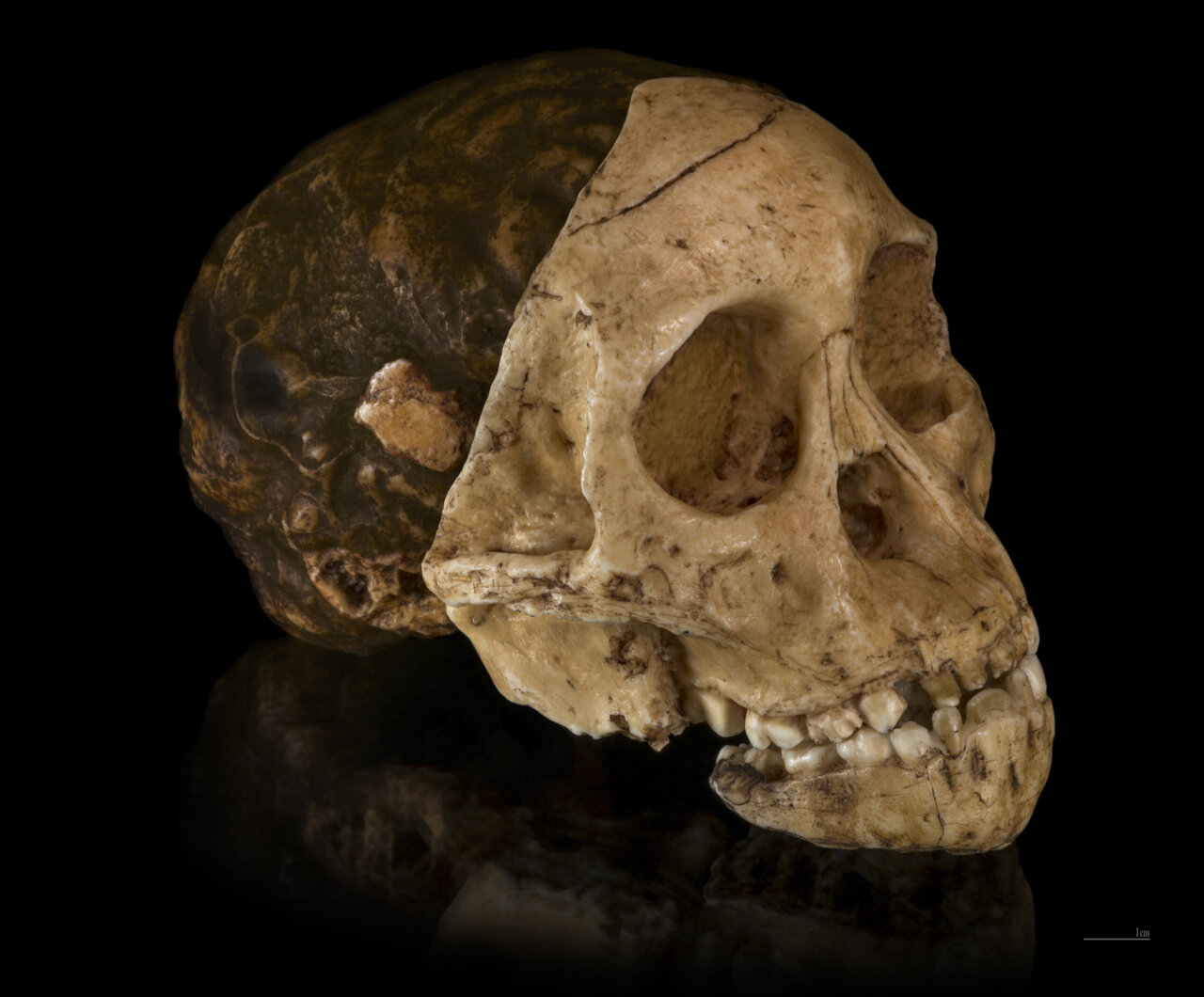 The fossil skull that rocked the world—the Taung find's complex ...