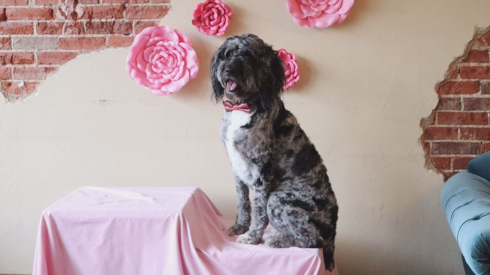 Smooch-a-Pooch event allows pet owners to get free photos of their pets