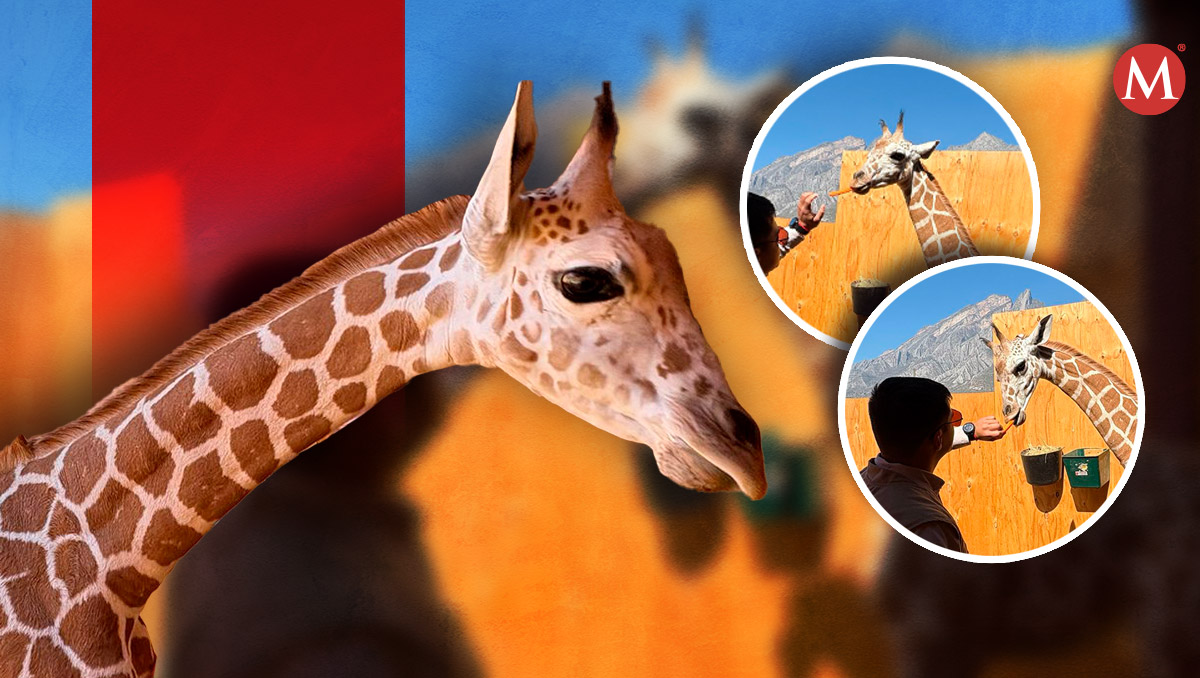 ¡Xenpal tiene nueva integrante! Ella es la jirafa que nació en el ...