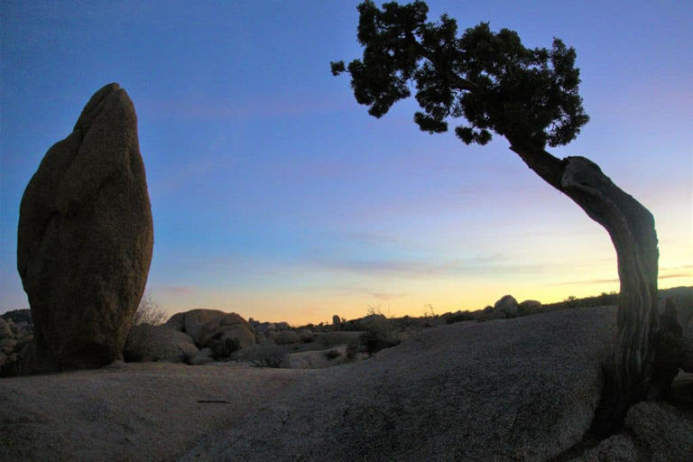 Is the Joshua Tree a Spiritual Hotspot or Just Another Desert Plant?