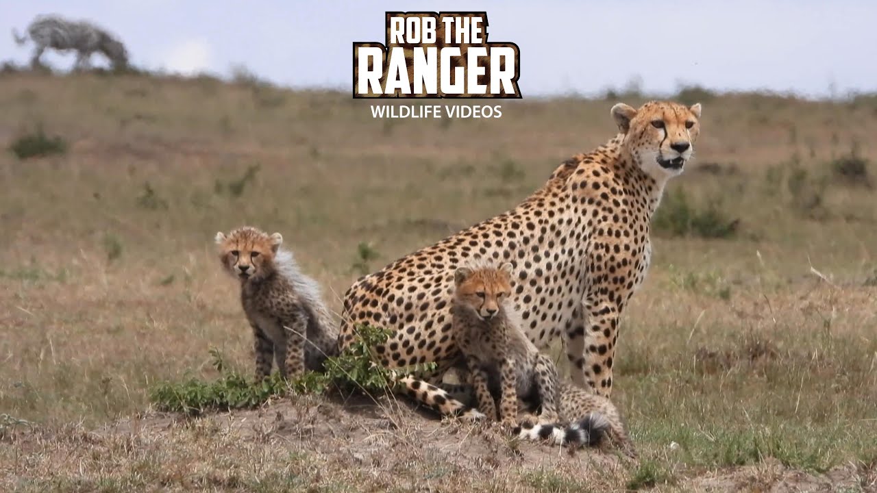 Four cheetah cubs on the move with their mother