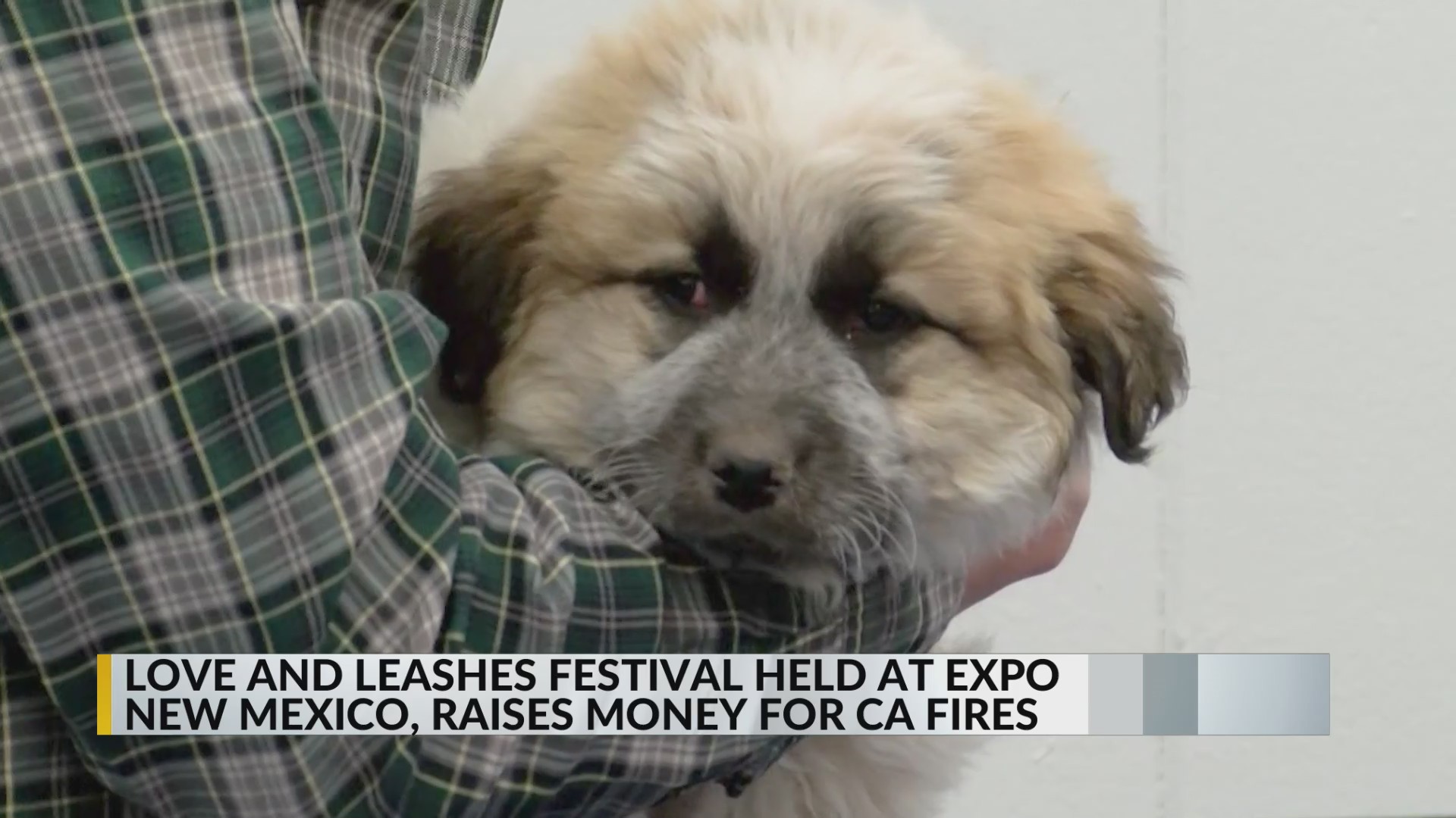 Love and Leashes raising money for California wildfire victims