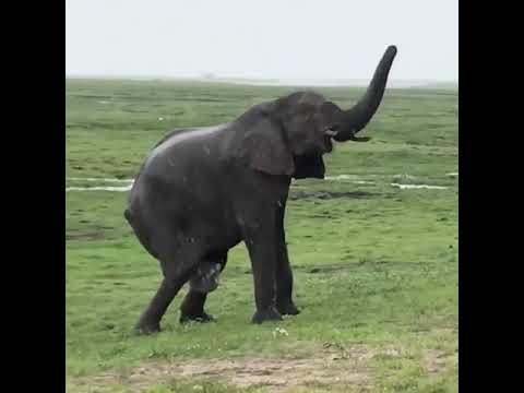 Unbelievable Elephant Gives Birth – A Magical Moment