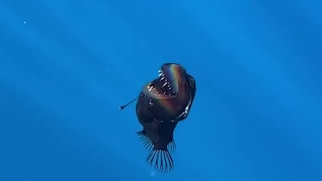 Is this the first ever recorded sighting of ‘black demon’ fish in broad ...