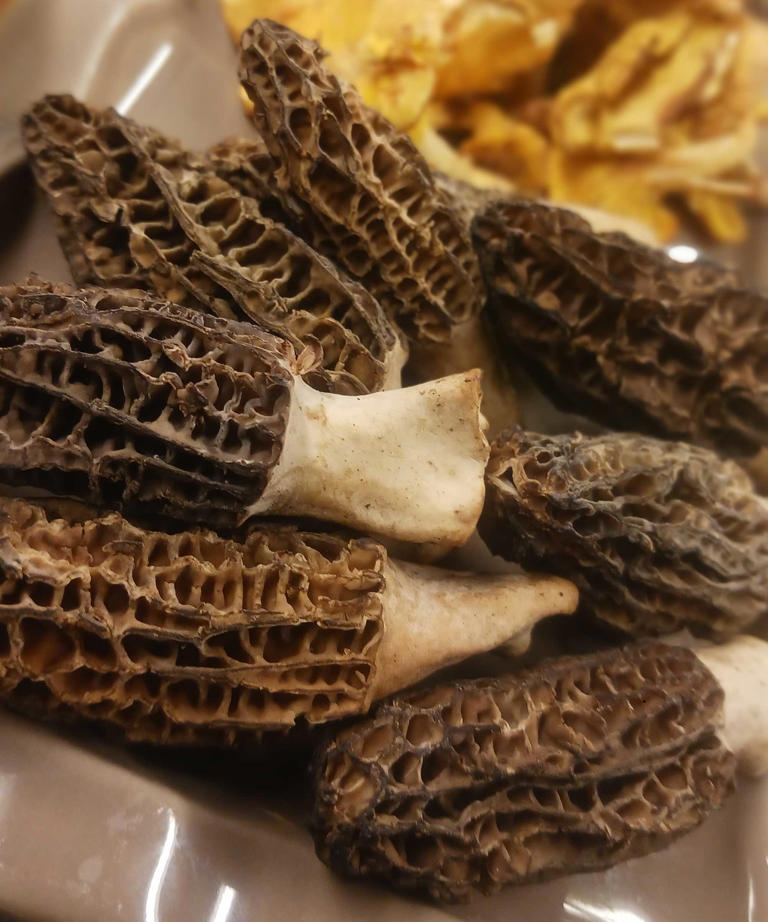 How to grow morel mushrooms – an expert shares essential advice ...