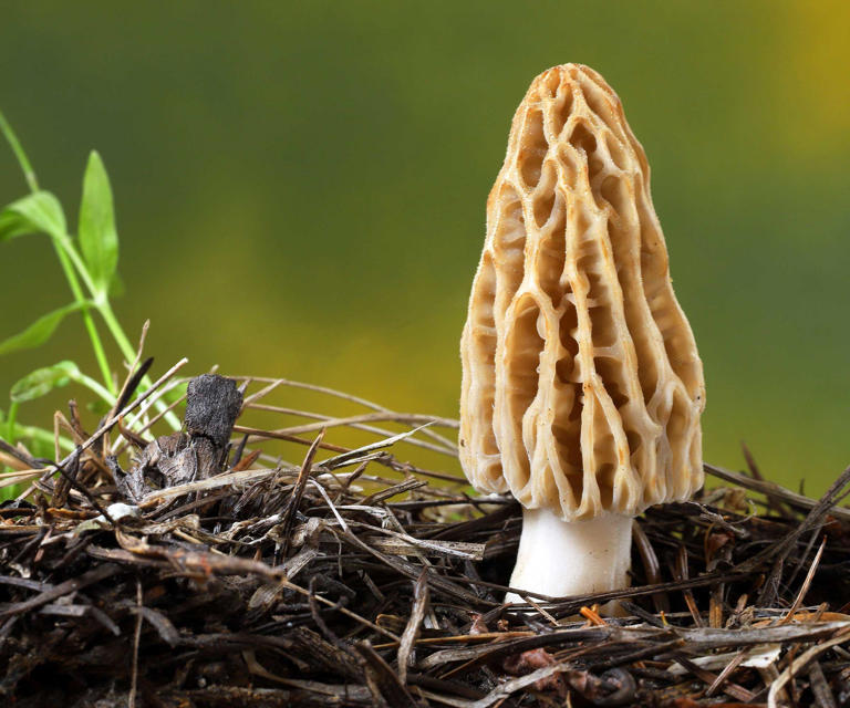 How to grow morel mushrooms – an expert shares essential advice ...