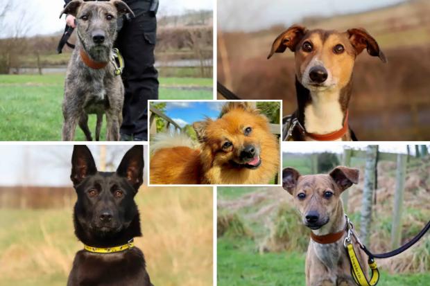 Dogs Trust Darlington: Five loving pups looking for their fur-ever homes