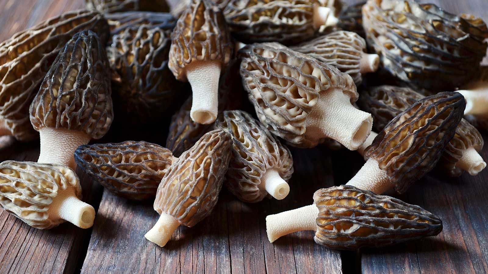 How to grow morel mushrooms – an expert shares essential advice ...