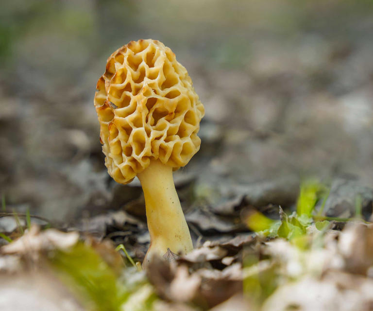 How to grow morel mushrooms – an expert shares essential advice ...