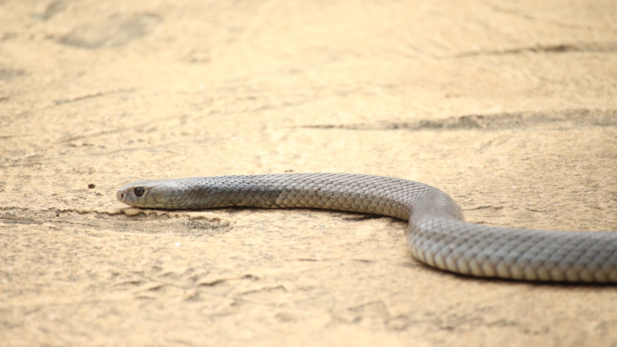Years-long research project finds snakes become 'very disoriented ...